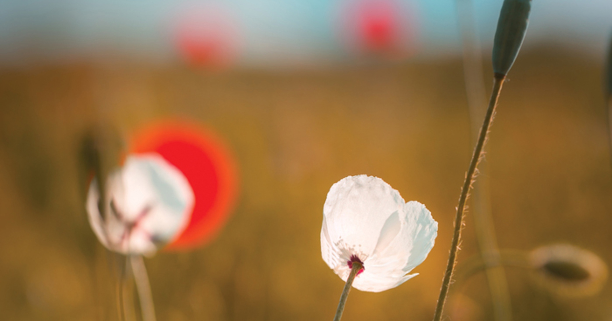 Witnessing for peace at a time of Remembrance | Quakers in Britain