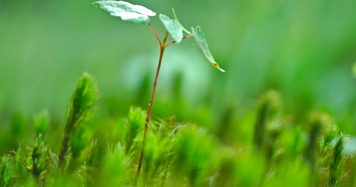 Sending a message to the future: legacy giving | Quakers in Britain