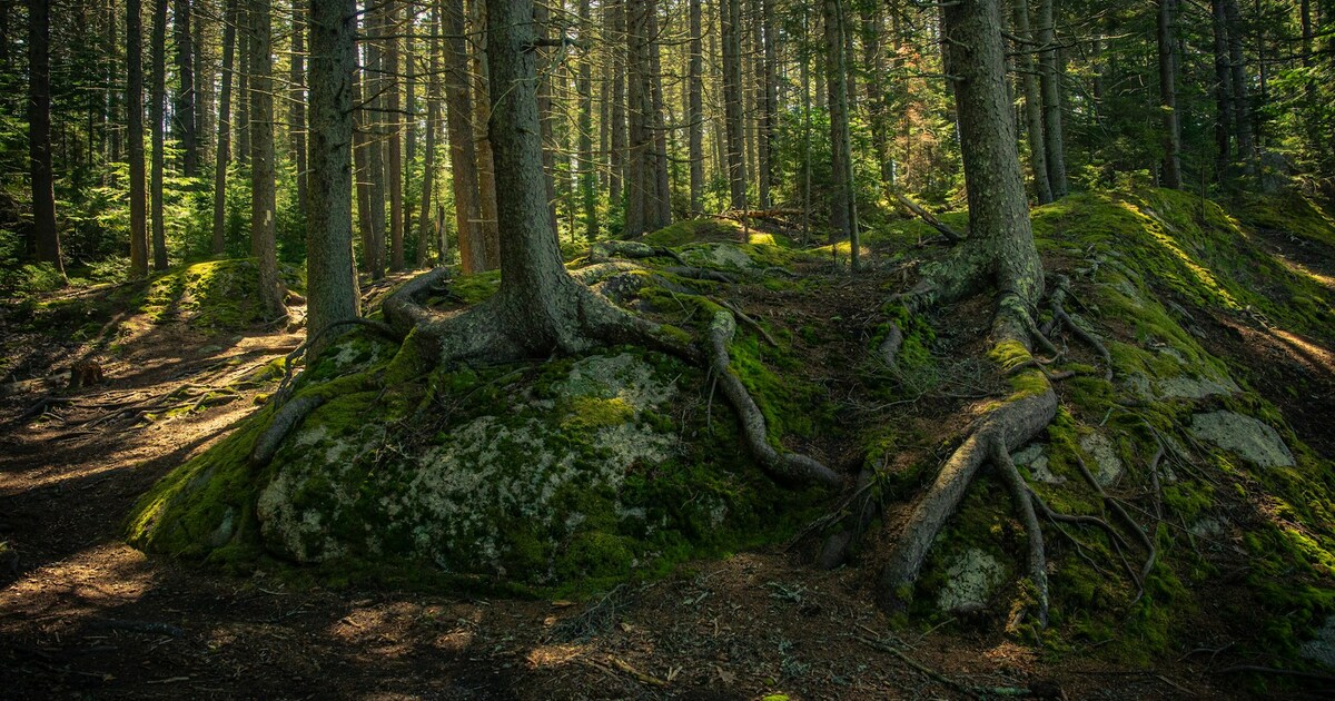 Pause for peace: harnessing the power of silence | Quakers in Britain