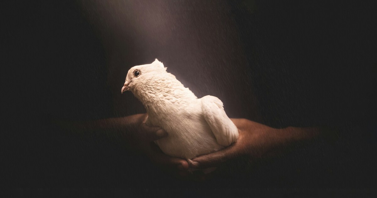 The quick and the good: building a peace that lasts | Quakers in Britain